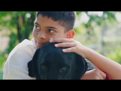 The Compass Assistance Dogs Program - Life-Changing Service Dogs for People with Disabilities