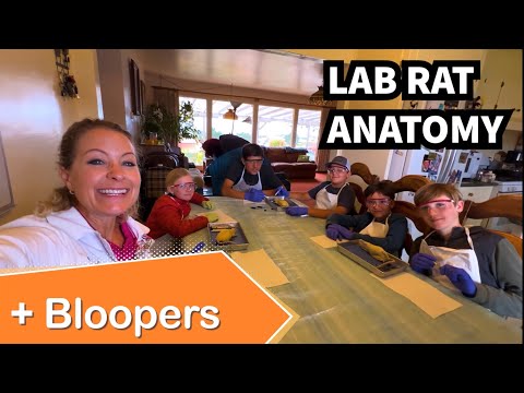 381 - How to dissect a rat!