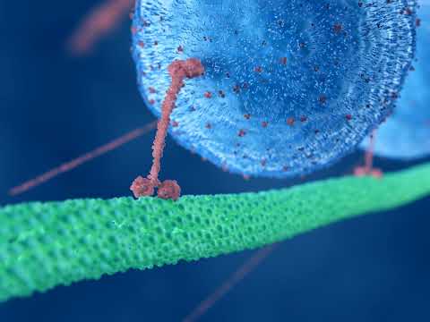 McLatchie: How Motor Proteins Power Eukaryotic Cell Division