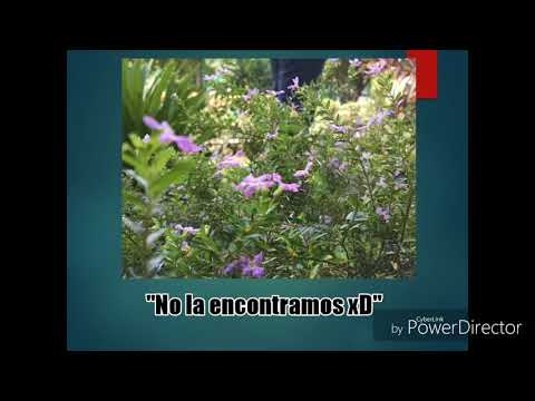 Flora y Fauna del TEC de Tapachula