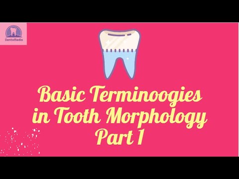 Basic Terminologies in Dental Anatomy