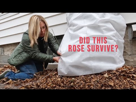 How did the climbing rose do? #shorts