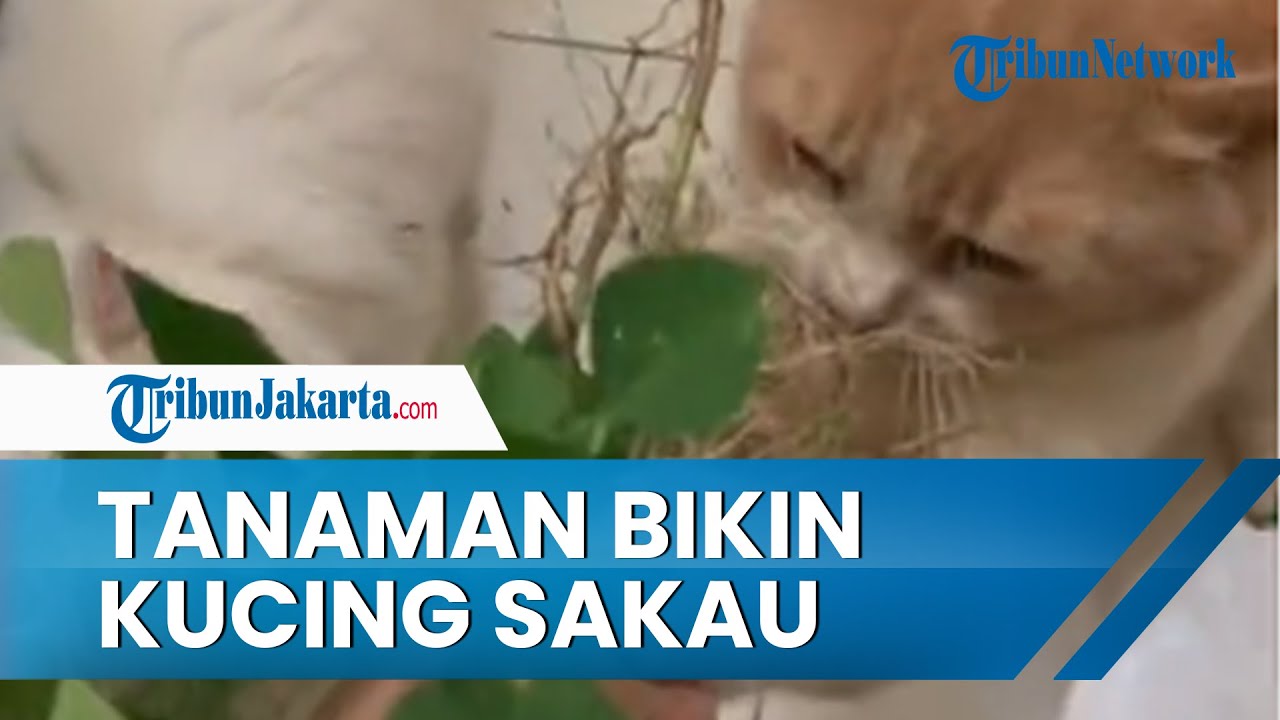 Viral Video Akar Tanaman yang Disebut Bisa Bikin Kucing Sakau - Tribun ...