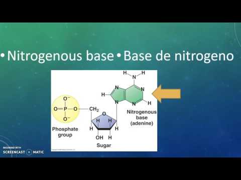 DNA Structure Vocabulary in English and Spanish