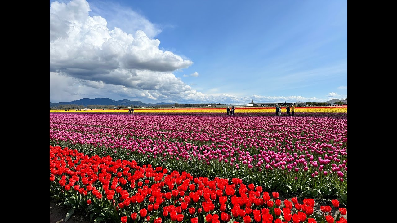 Seattle Darin Rosellini -  Skagit Valley Tulip Festival & La Conner Channel Lodge!