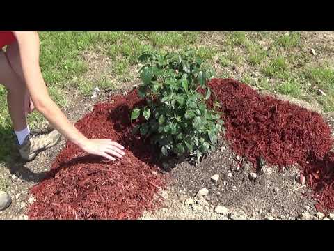 How To Mulch Rose Bushes, What Are The Benefits Of Using Mulch