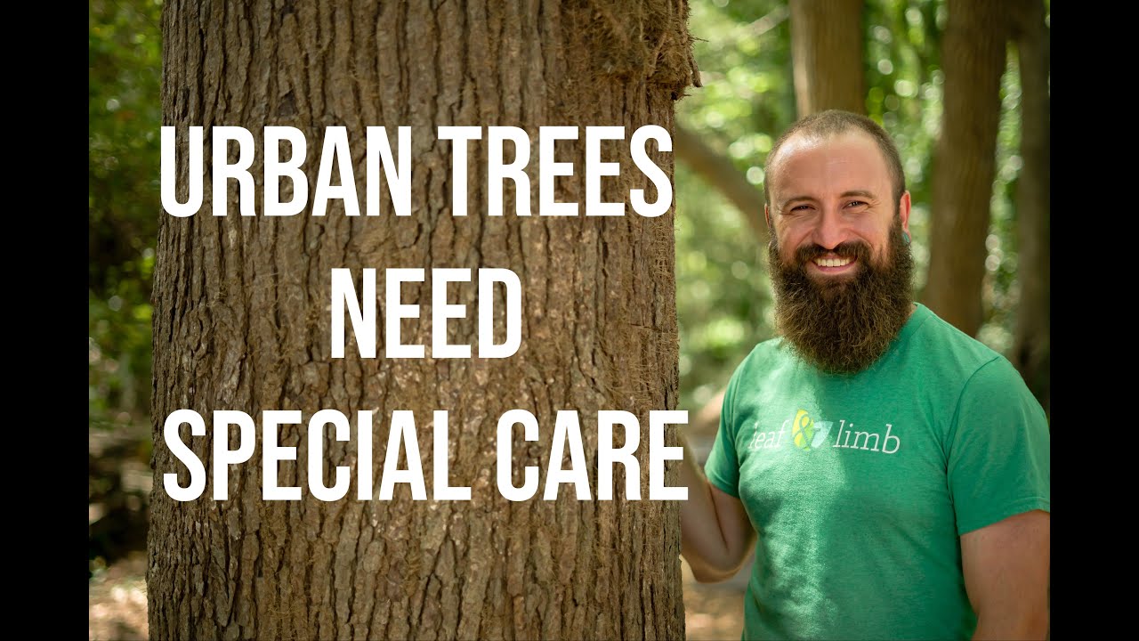3 Ways City Life Stresses Trees (And What You Can Do to Help)