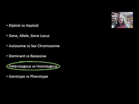 Unit 4 Genetics Video Review