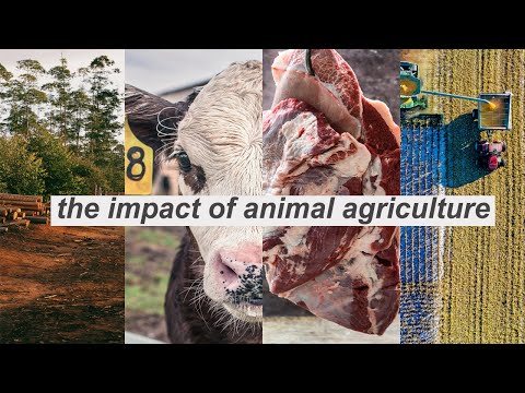 The History and Impact of Animal Agriculture & Factory Farming // from 45,000 BC to 2021