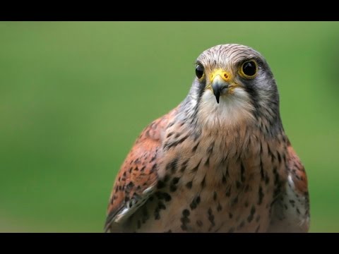 Top 5 Fastest Animal in the World(land, water, air)