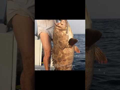 Grouper fishing 52 lb (23kg) #fishing #grouper #هامور