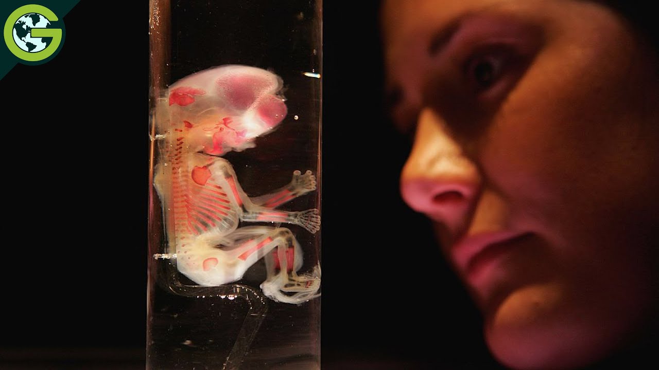 STRANGE Mysteries of the HUMAN BODY 🧠