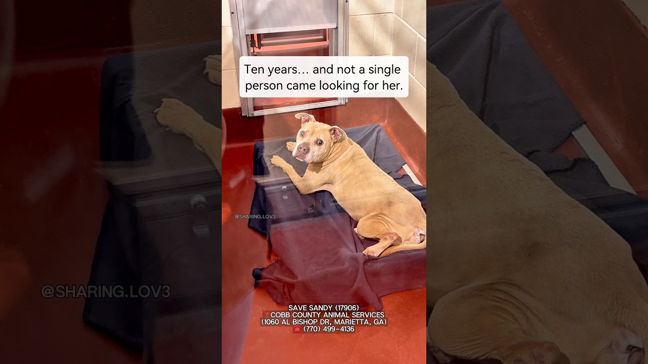 Sandy - A Forgotten Senior At The Shelter 💔 #senior #shorts #rescue #dog #adopt #youtube #love