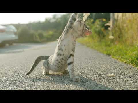 Animal Moments SPCA International | Global Animal Rescue