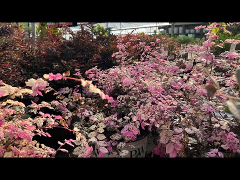Loropetalum (Chinese Fringe Flower) information, tips and varieties!