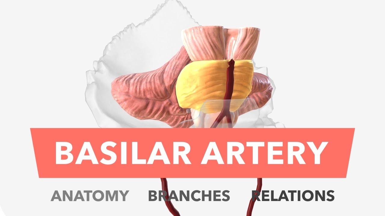 Basilar Artery - Anatomy, Branches & Relations