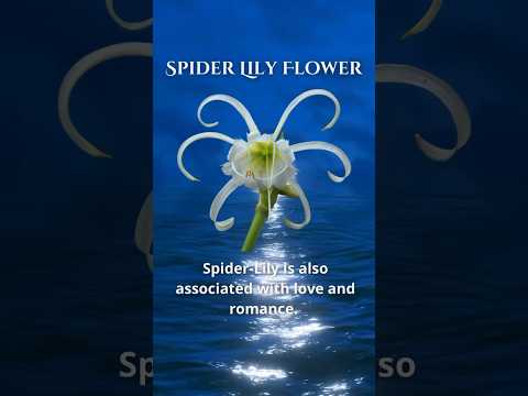 Spider Lily Symbolic Meaning is also associated with love and romance ๐ฉต Click link in bio!!!