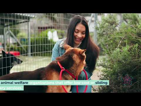 Budgeting for Cat Vet Care: Average Costs & Affordable Options Explained