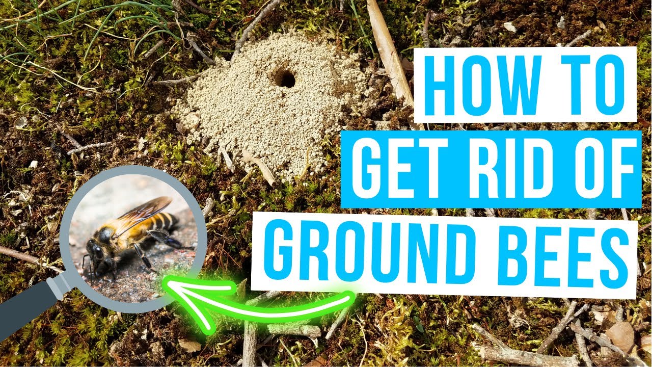 How to GET RID OF GROUND BEES in lawn or garden