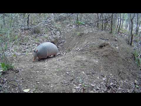 Armadillo noodling around near a burrow