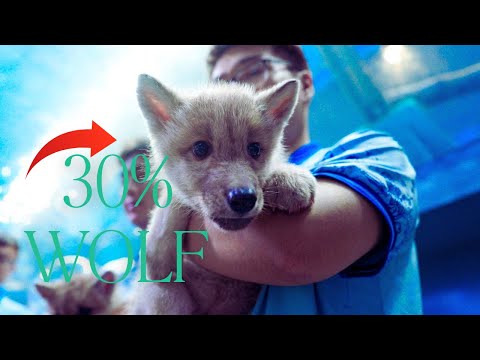 Would You Own a 30% Wolf Dog? Meet the Czechoslovakian Wolfdog