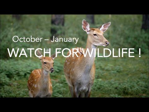 Preventing Deer-Vehicle Collisions * WATCH FOR WILDLIFE * www.watchforwildlife.org