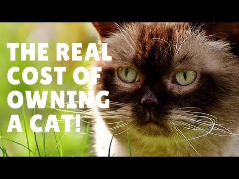 How Much Does Owning A Cat Cost?