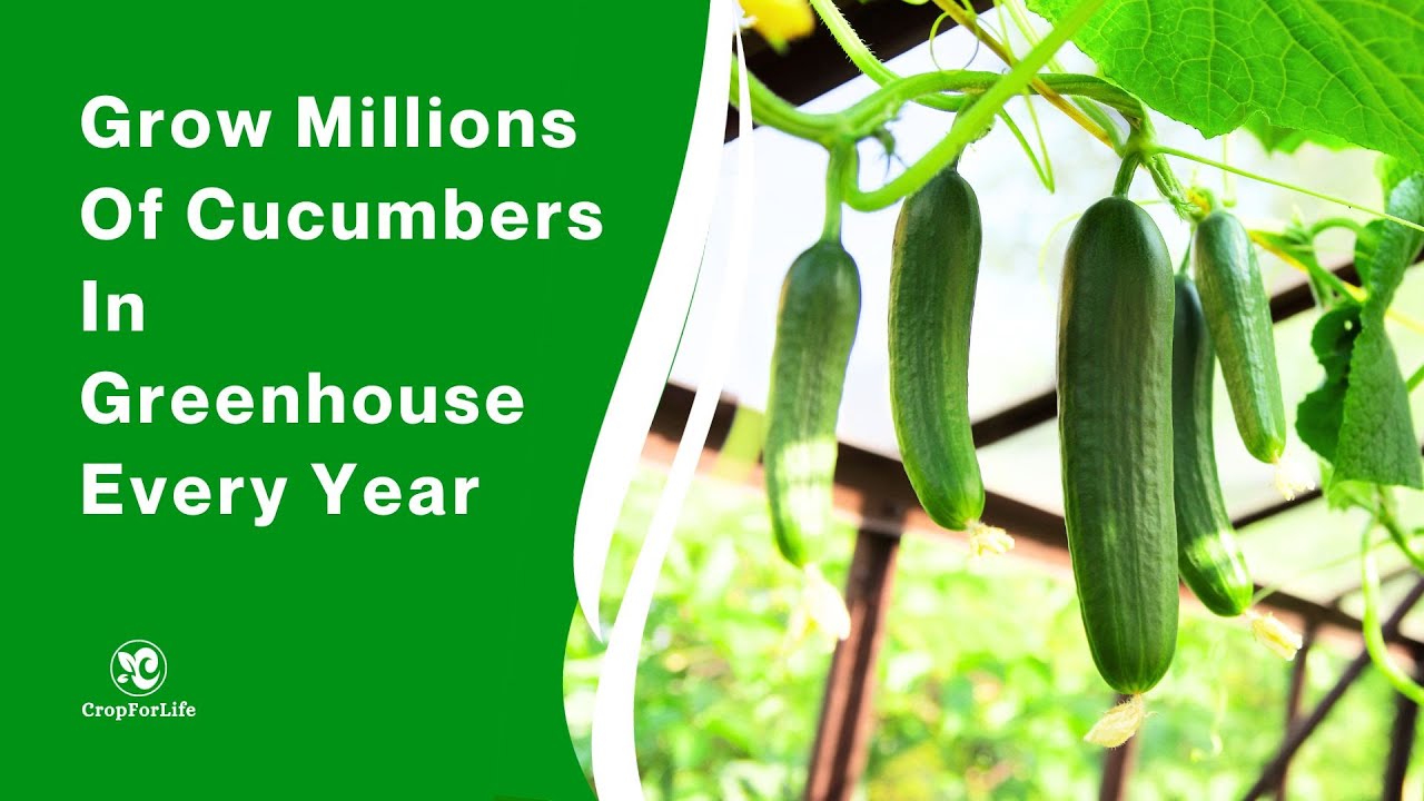 Grow Millions Of Cucumbers In Greenhouse Every Year