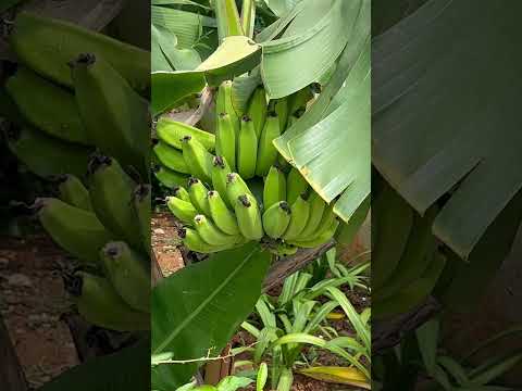 Banana tree - Musa acuminata, Musa balbisiana #nature #plants #trees #friuits