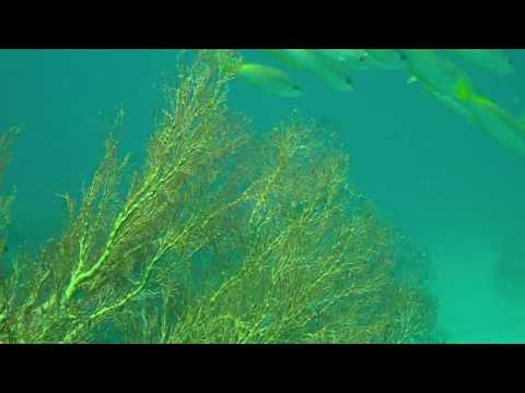 Liquid Image Scuba Series HD320 - Fish School Thailand Test - PP Island Viking