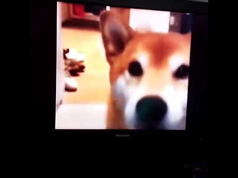 dog knuckle sandwich