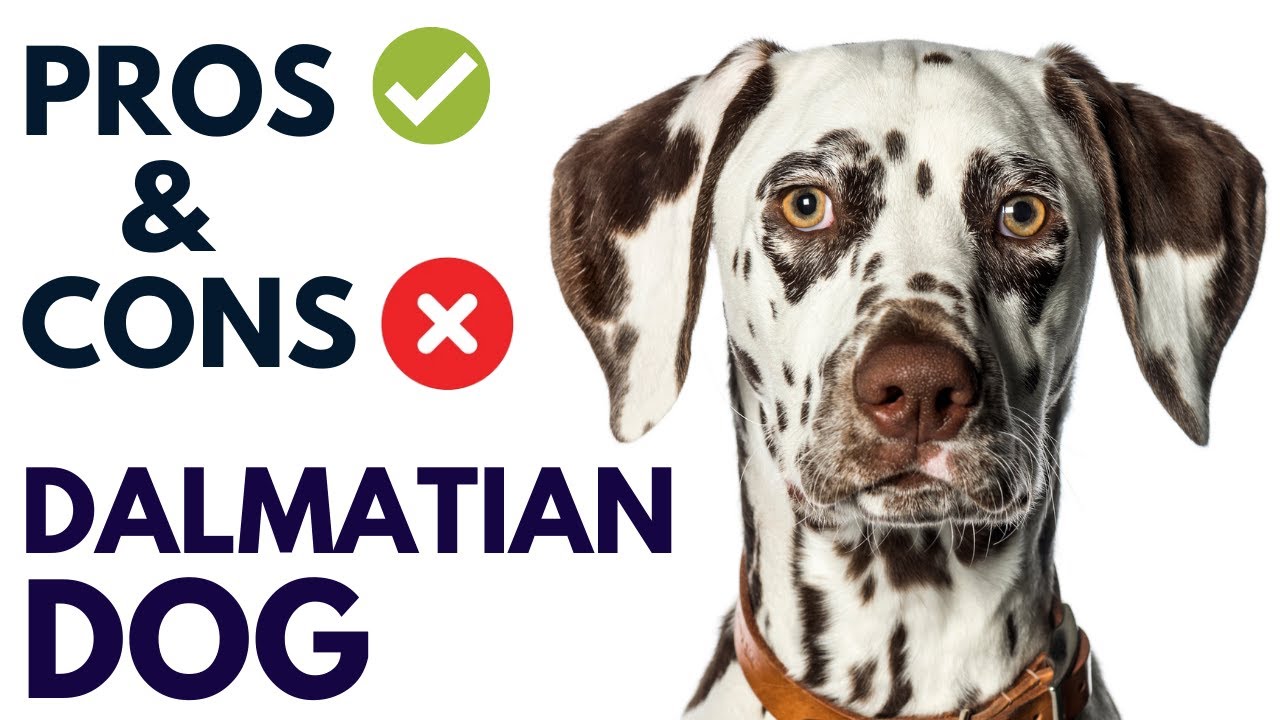 Dalmatian Dog Breed Pros and Cons | Dalmatian Dog Advantages and Disadvantages   #AnimalPlatoon