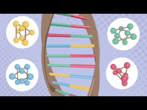 DNA