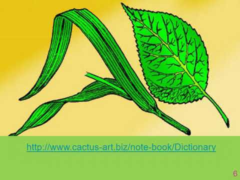 Monocots, Dicots, and Indigenous Plants of The Bahamas