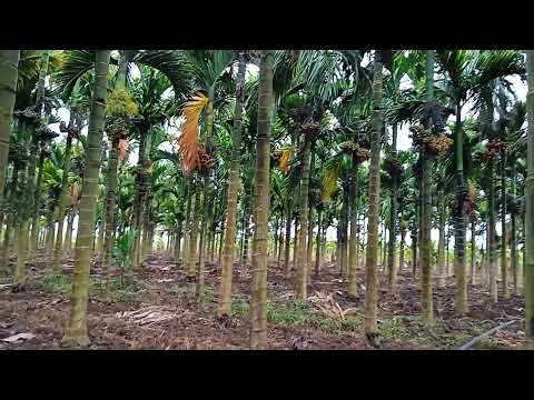 Arecanut Plant - Wholesale Price & Mandi Rate for Areca Palm Plant