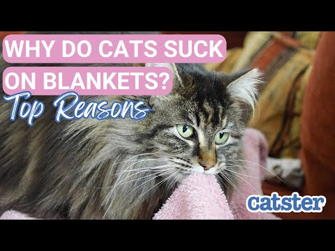 Why Do Adult Cats Suck on Blankets? EXPLAINED