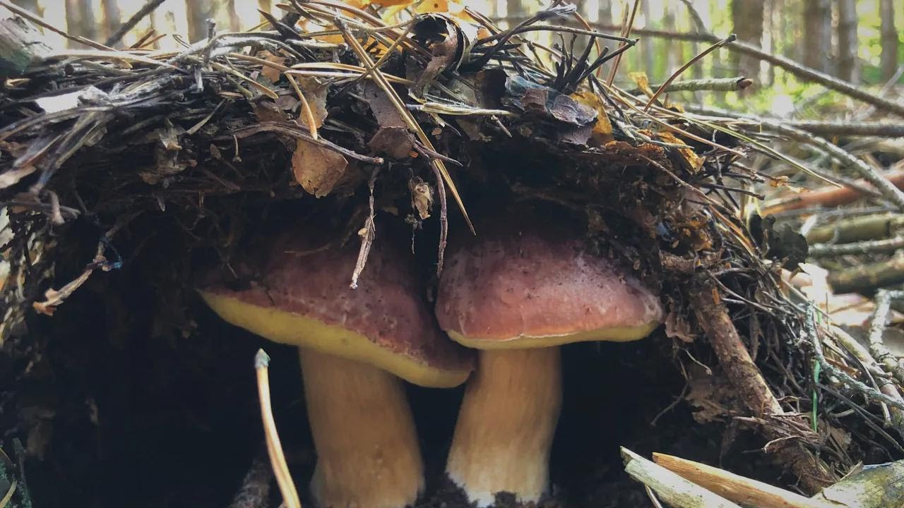 I Walked Into the Mushroom Forest and Couldn't Believe My Eyes! They Were Waiting For Me!