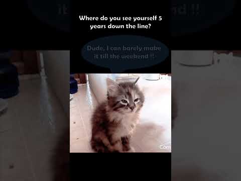 Job Interview meme π€£ Work office memes π€£ cute cat meme π #trendingmemes #shorts
