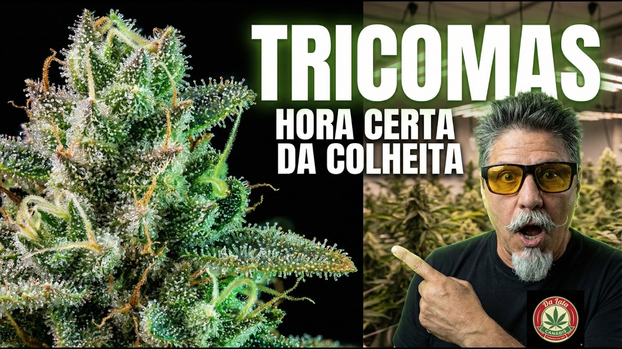 Como Ler os TRICOMAS da Cannabis e Acertar o Ponto da Colheita 🔥🔬