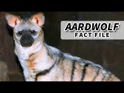 Aardwolf Facts: the HYENA you've NEVER HEARD OF | Animal Fact Files