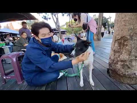 Dog for adoption - Becca, a Collie & Labrador Retriever Mix in San ...