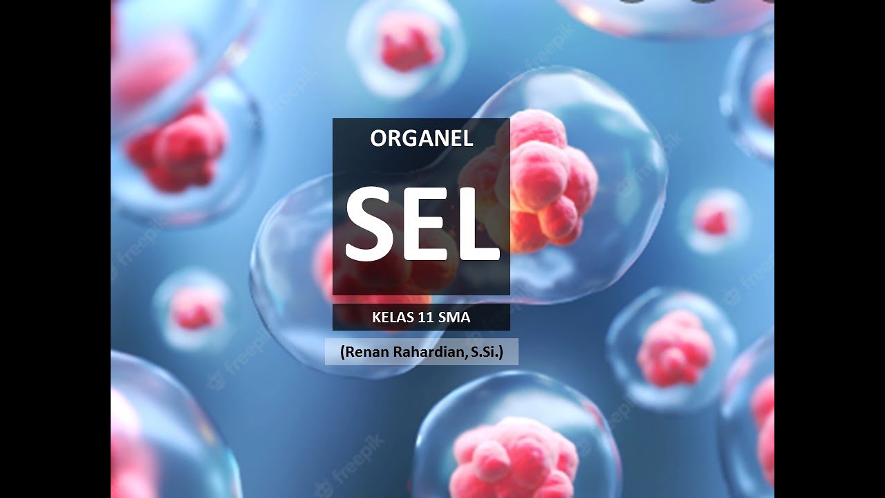 ORGANEL SEL (Struktur dan Fungsi Sel 02)