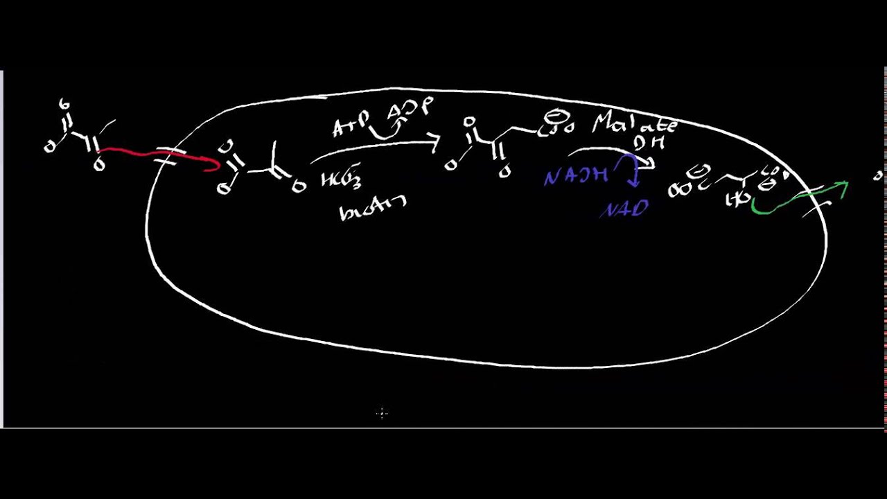 Biochemistry | Oxaloacetate Metabolism