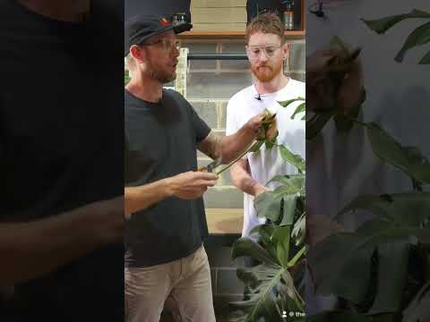 How to correctly prune your monstera! #houseplants #plantcare #indoorplants #monstera #plants
