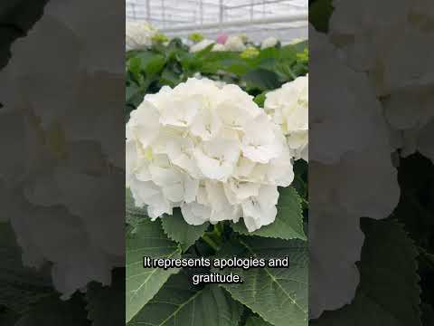 Did you know that Hydrangea has various meanings from country to country? #hydrangea #flowerfacts