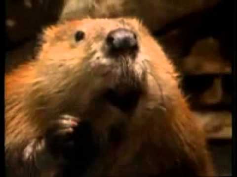 Really Wild Animals: Amazing North America DVD
