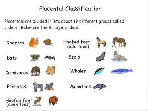 Mammal Classification