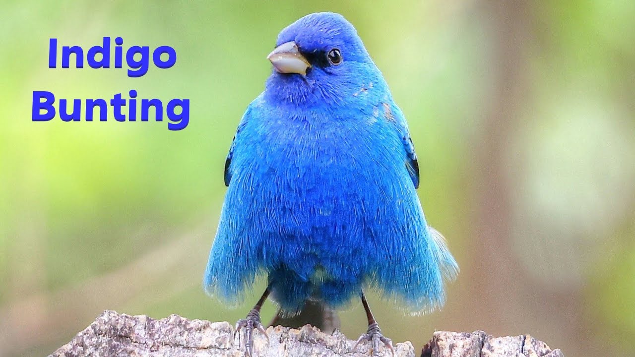Indigo Bunting Mini Documentary