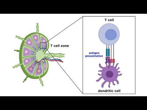 Structure and Immune Function of the Lymphatic System