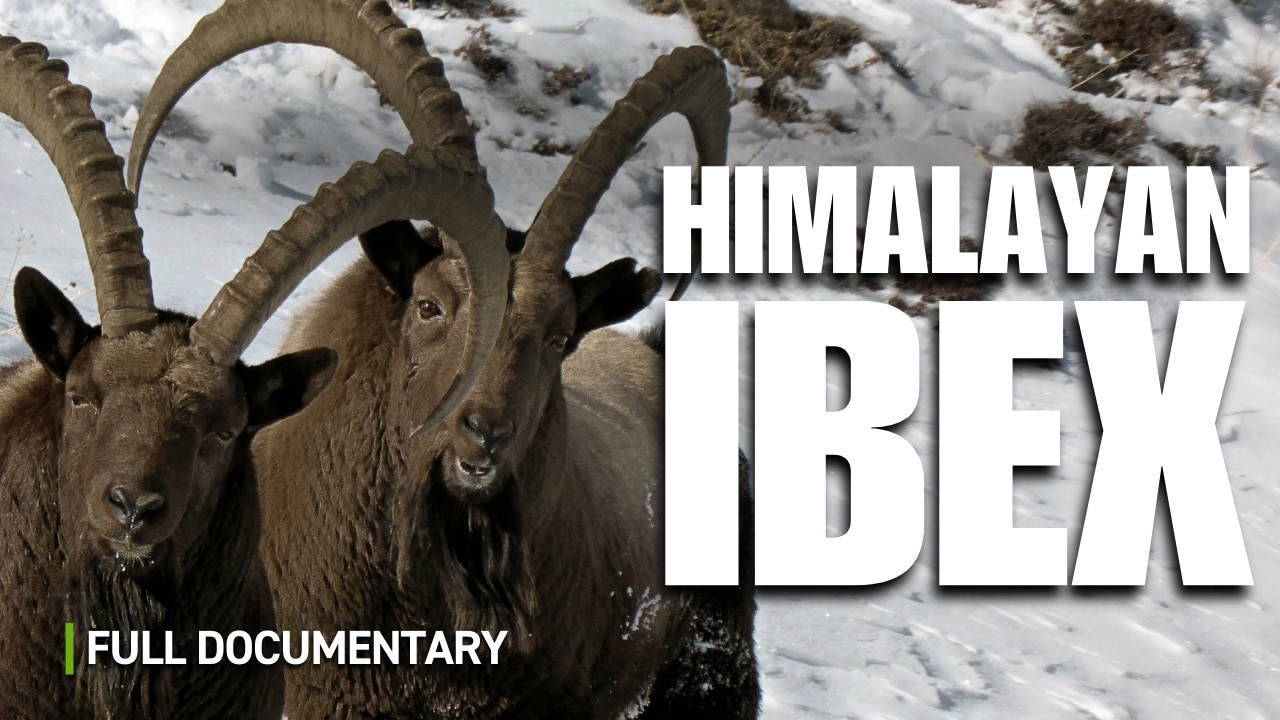 Meet the Himalayan Ibex: India's Mountain Monarchs | Full Nature Documentary